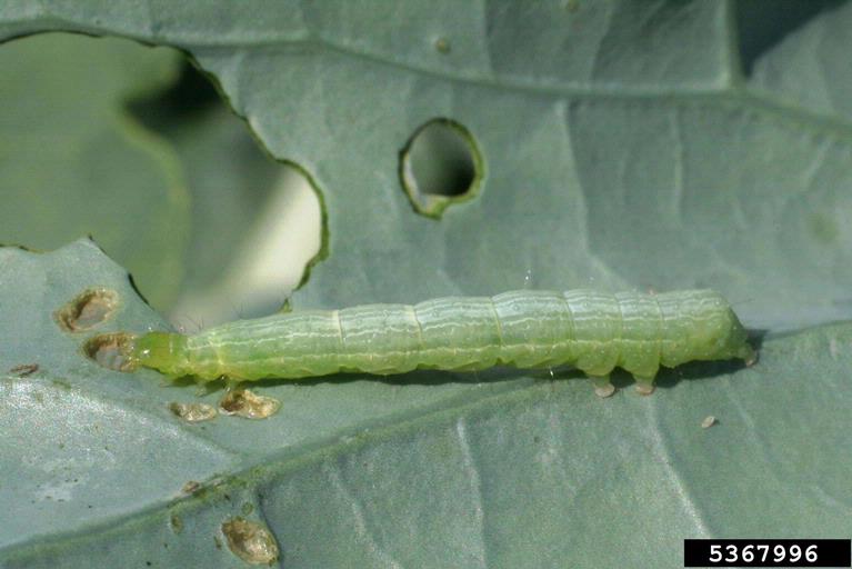 cabbage looper (Trichoplusia ni (Hubner))