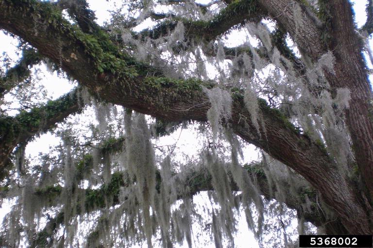 Spanish moss (Tillandsia usneoides (L.) L.)