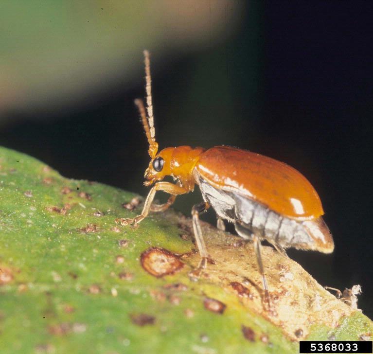 curcubit beetle (Aulacophora indica (Gmelin, 1790))