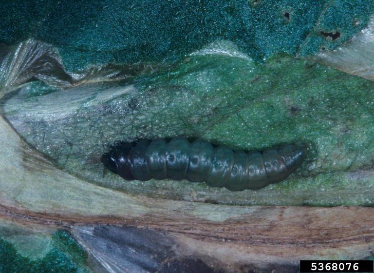 potato tuber moth (Phthorimaea operculella (Zeller))