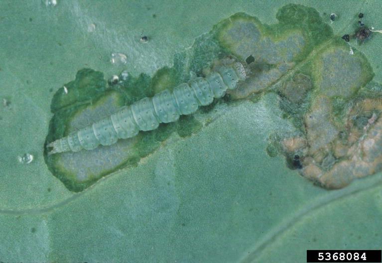 diamondback moth (Plutella xylostella (Linnaeus))