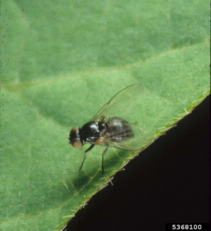 soybean stem fly (Melanagromyza sojae (Zehntner, 1900))