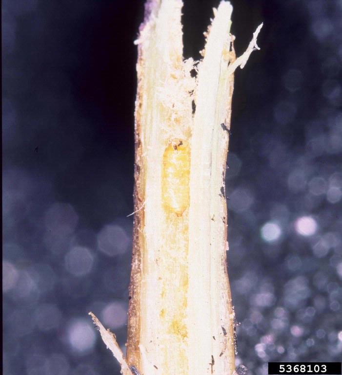 soybean stem fly (Melanagromyza sojae)