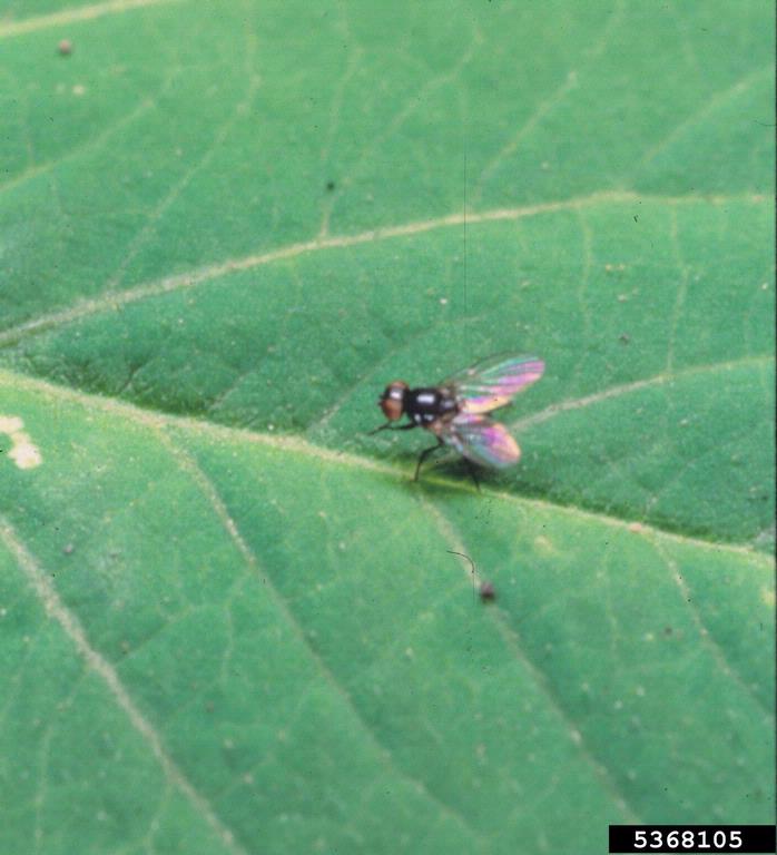 bean fly (Ophiomyia phaseoli (Tryon. 1895))