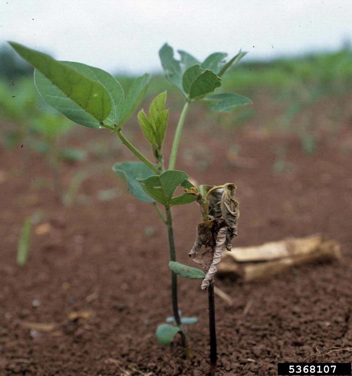 bean fly (Ophiomyia phaseoli)