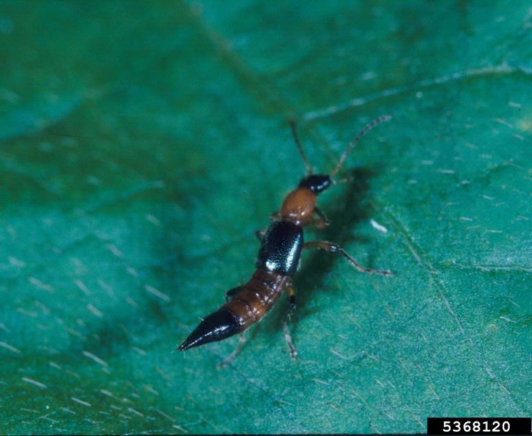 skirt and blouse beetle, Paederus fuscipes (Coleoptera: Staphylinidae ...