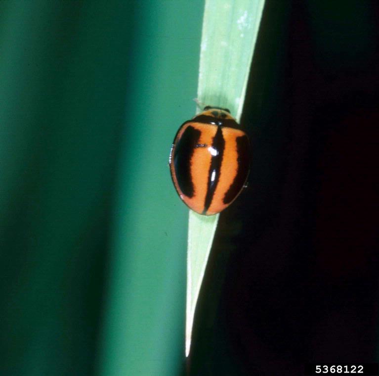 lady beetle (Micraspis lineata (Thunberg, 1781))
