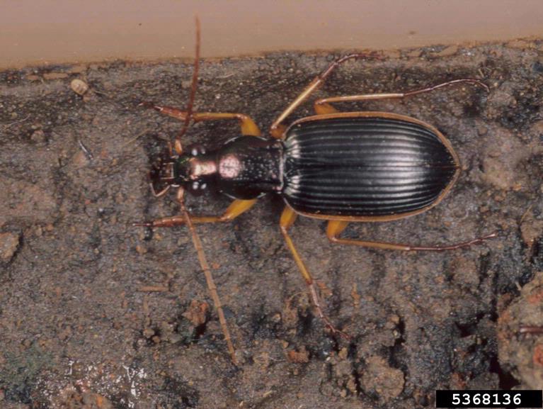 ground beetles (Genus Chlaenius Bonelli 1810)