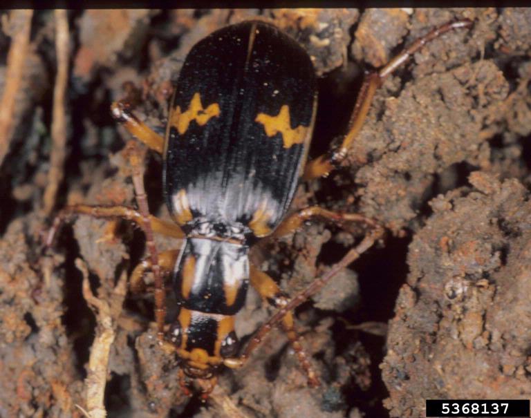 ground beetle (Pheropsophus javanus (Dejean, 1825))