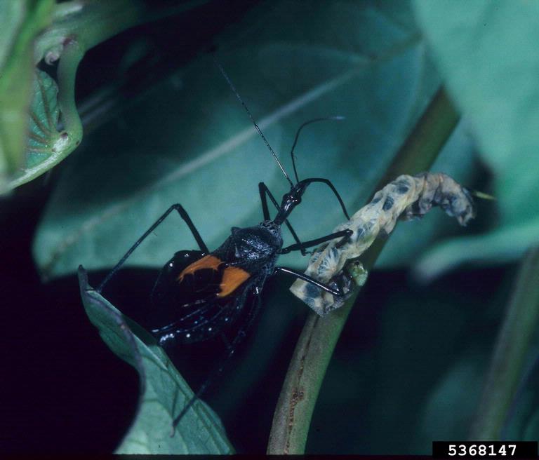 assassin bugs (Genus Sycanus Amyot & Serville, 1843)