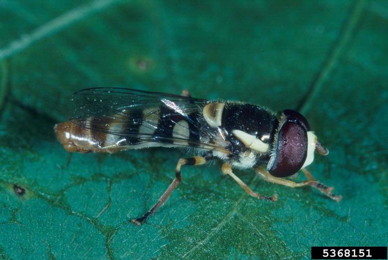 common hover fly (Ischiodon scutellaris (Fabricius, 1805))
