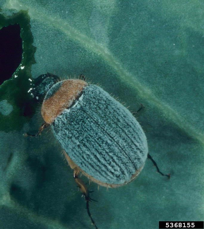 white grubs, scarabs, scarab beetles (Family Scarabaeidae Latreille, 1802)