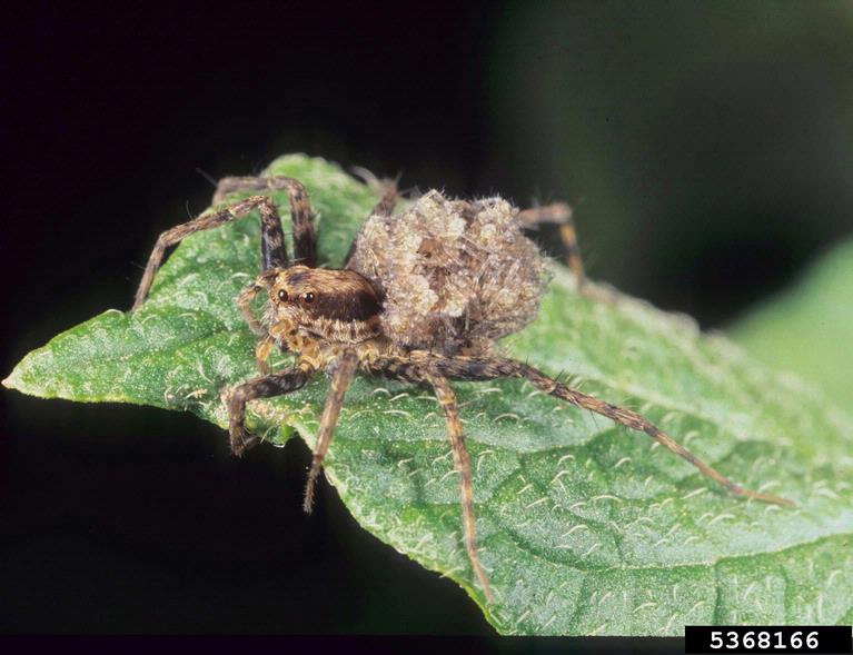 wolf spiders, Pardosa spp. (Araneae: Lycosidae) - 5368166