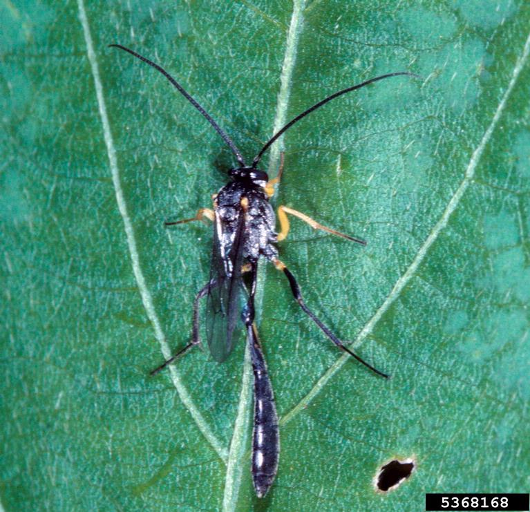 Ichneumonid wasp (Charops brachypterum (Cameron))