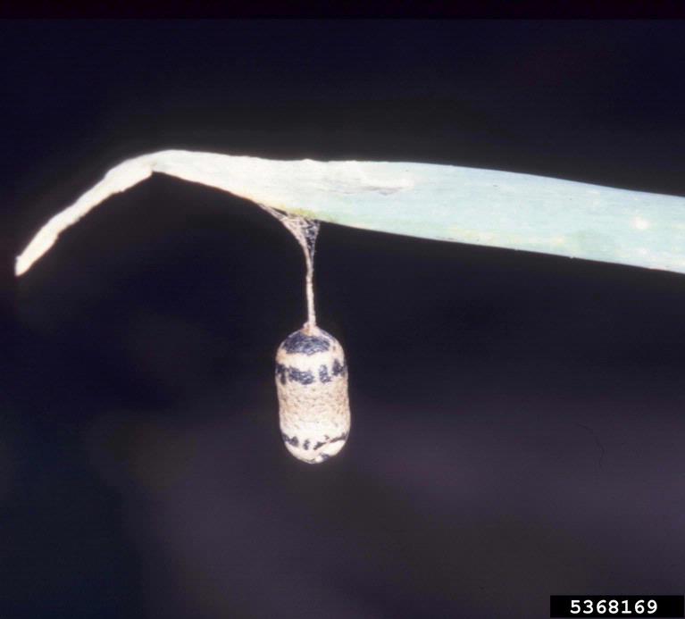 Ichneumonid wasp (Charops brachypterum (Cameron))