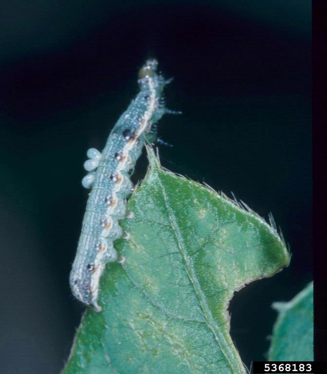 Eulophid wasps (Genus Euplectrus Westwood, 1832)