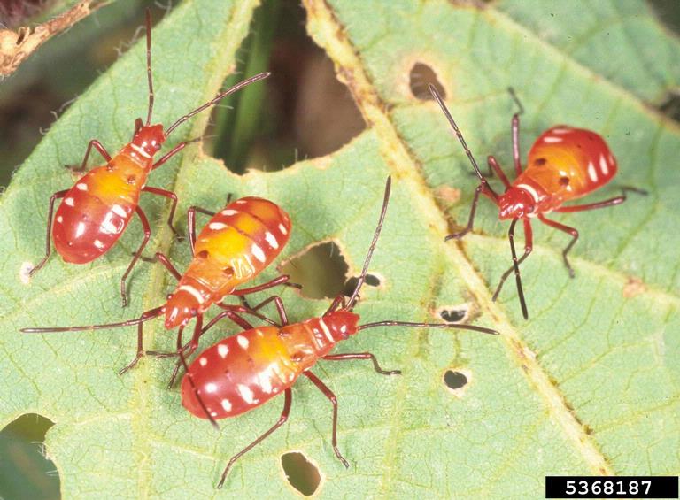 red cotton bug, Dysdercus cingulatus (Hemiptera: Pyrrhocoridae) - 5368187