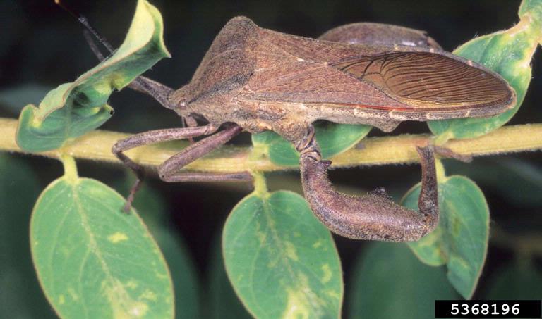 Coreid bug (Anoplocnemis phasiana (Fabricius))