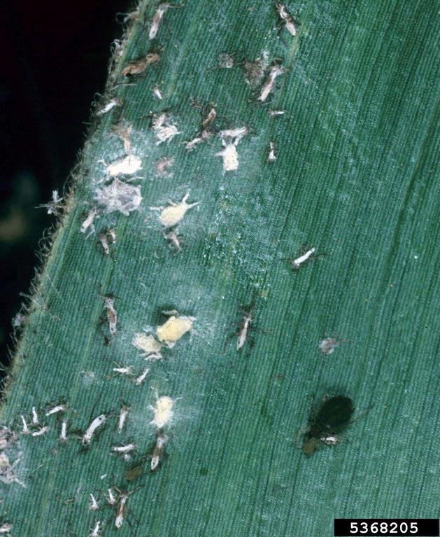 Verticillium wilts (Genus Verticillium Nees.)