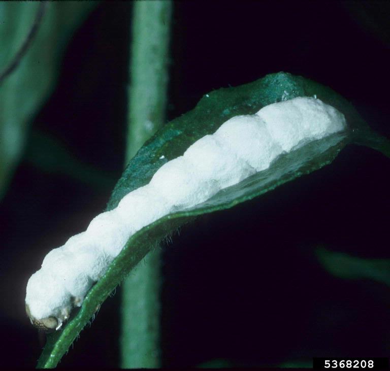 Nomuraea fungus (Nomuraea rileyi (Farl.) Samson)