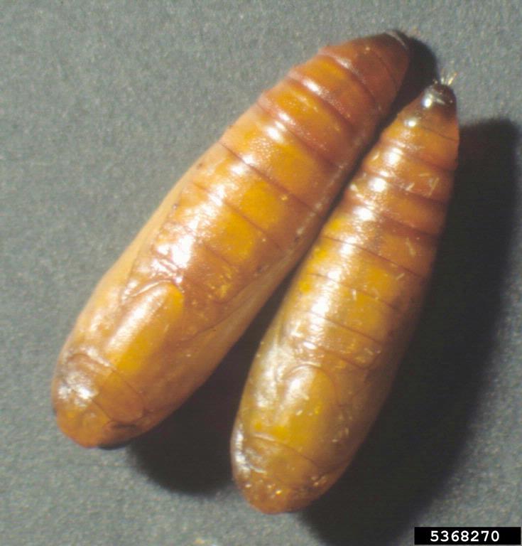 pea pod borer (Etiella zinckenella)