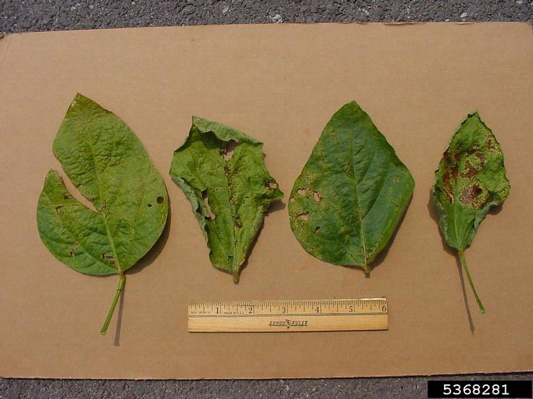 bacterial pustule of soybean disease (Xanthomonas axonopodis pv ...
