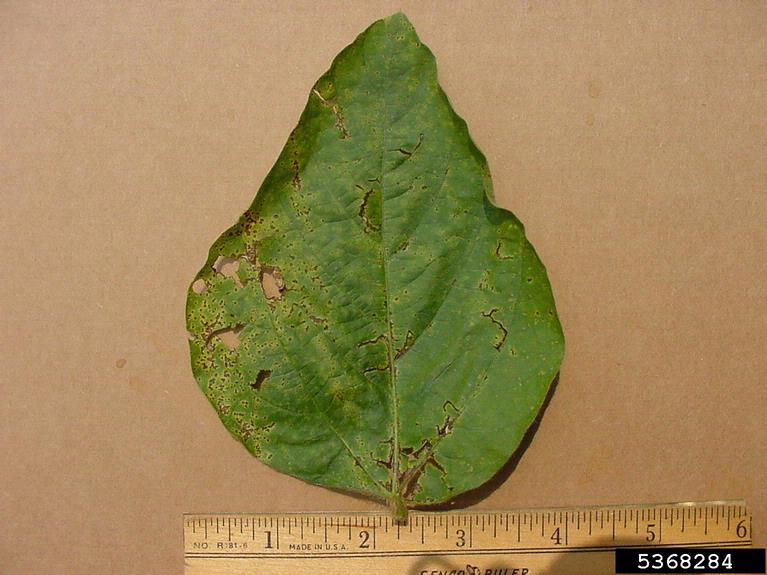 bacterial pustule of soybean disease (Xanthomonas axonopodis pv ...