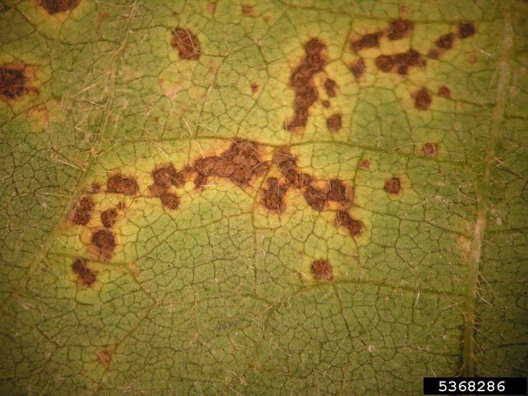 bacterial pustule of soybean disease (Xanthomonas axonopodis pv. glycines)