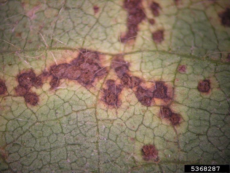 bacterial pustule of soybean disease (Xanthomonas axonopodis pv ...