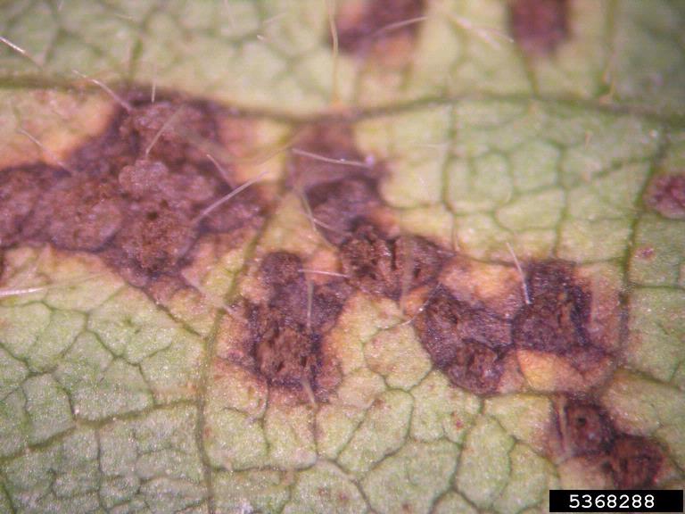 bacterial pustule of soybean disease (Xanthomonas axonopodis pv ...