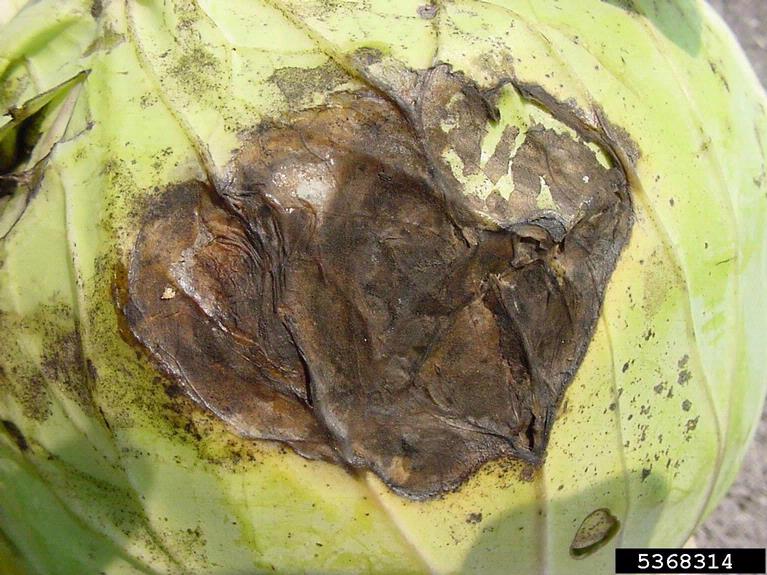 bacterial soft rot (Pectobacterium carotovorum ssp. carotovorum)