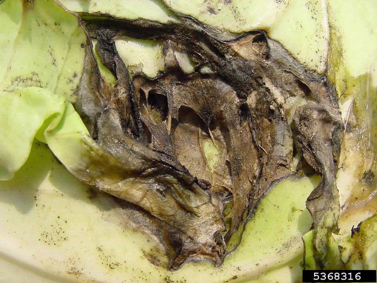 View collection - Forestry Images