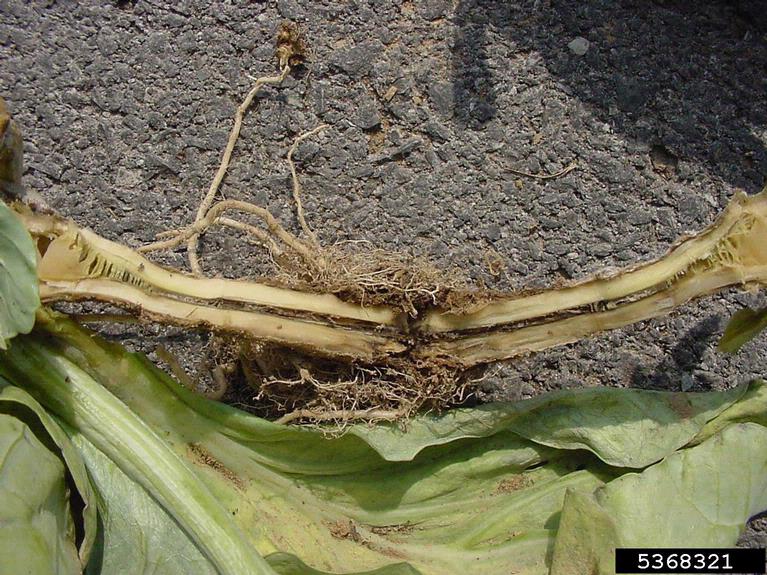 Phytophthora root and stem rot (Phytophthora drechsleri Tucker)
