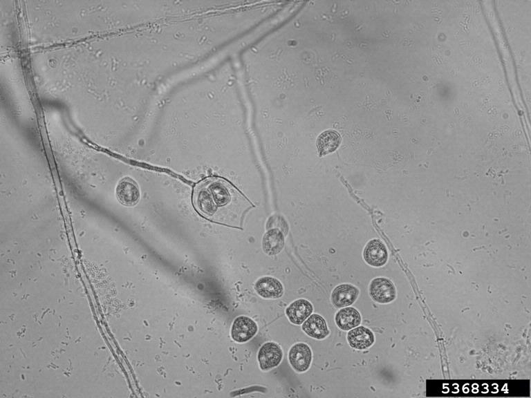 Phytophthora root and stem rot (Phytophthora drechsleri)