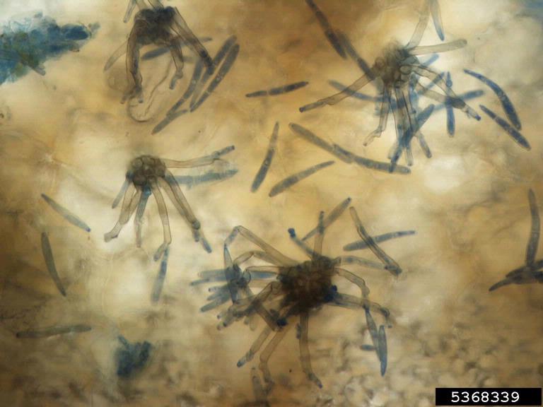 Cercospora rosicola (Synonym for Rosisphaerella rosicola)