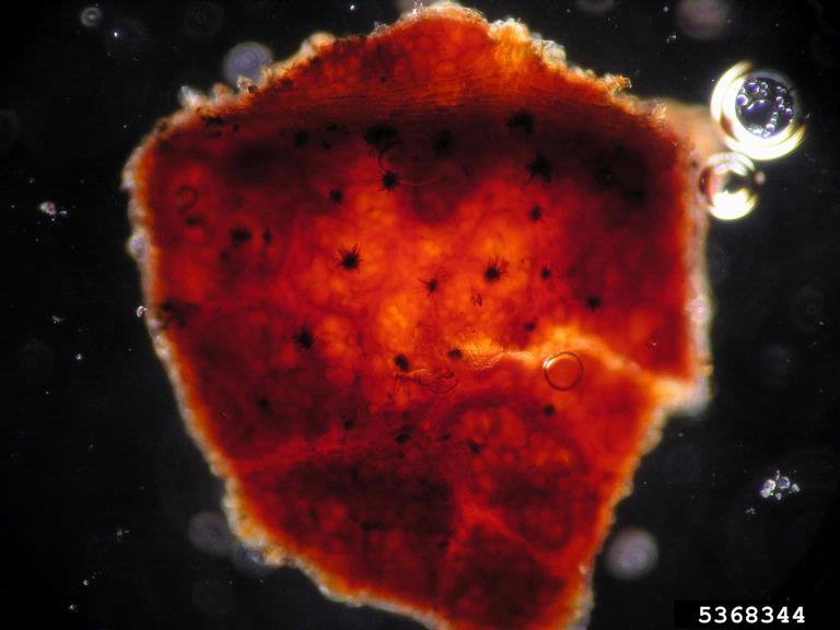 Cercospora fungi (Genus Cercospora)