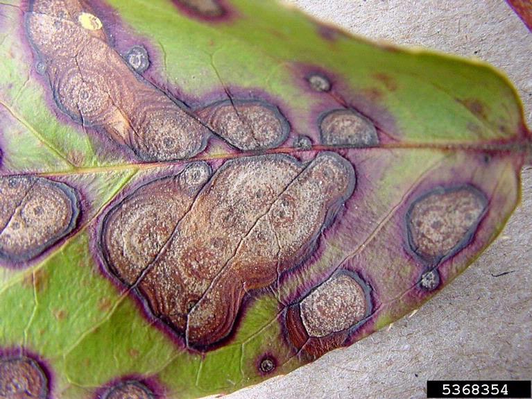 Phyllosticta leaf spots (Genus Phyllosticta Pers.)