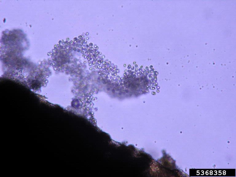 Phyllosticta leaf spots (Genus Phyllosticta Pers.)