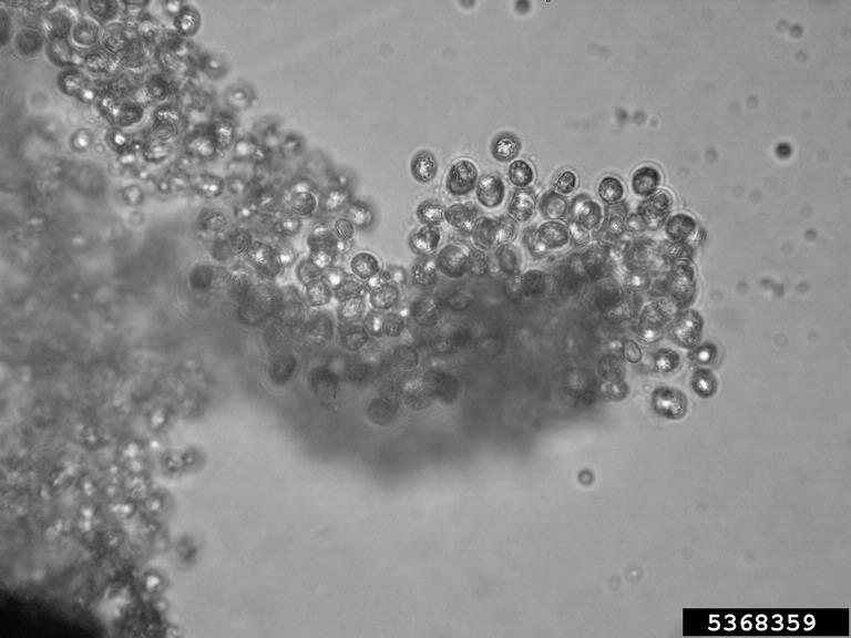 Phyllosticta leaf spots (Genus Phyllosticta)