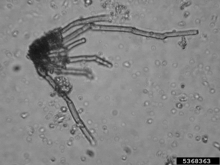 Cercospora fungi (Genus Cercospora)