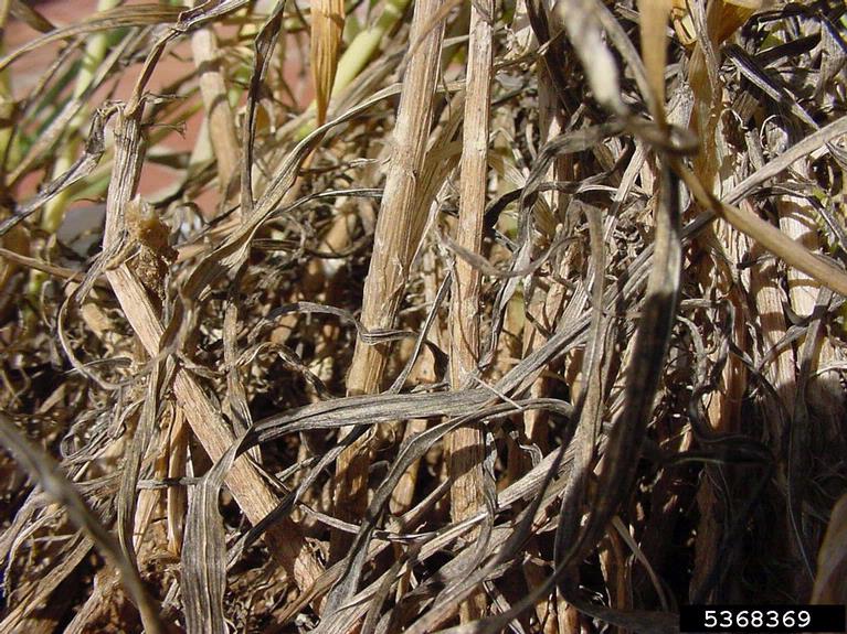 sharp eyespot (Ceratobasidium cereale D.I. Murray & Burpee)