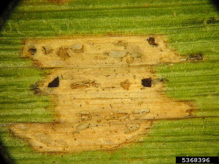 Southern corn rust (Puccinia polysora Underw.)