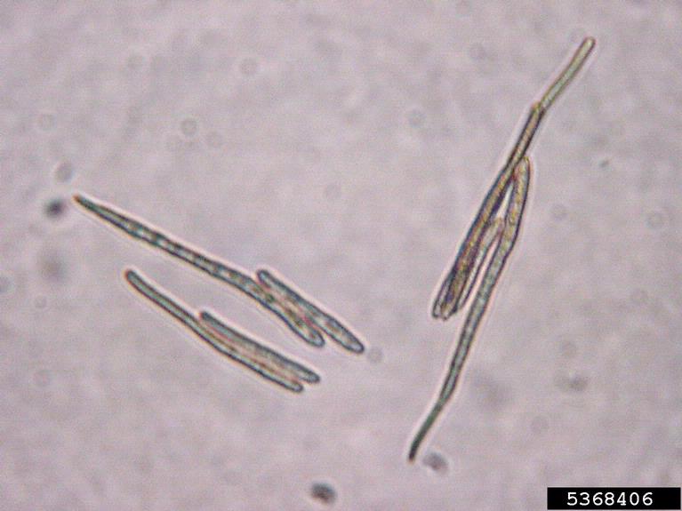 Cercospora fungi (Genus Cercospora)