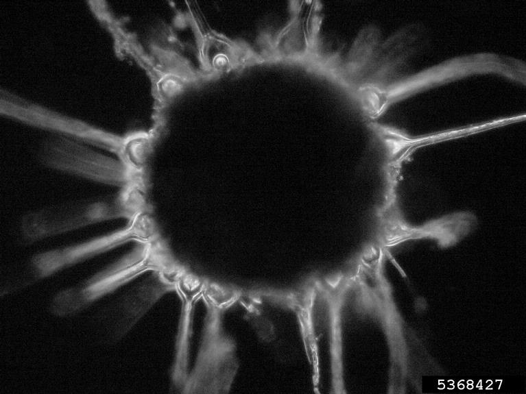 powdery mildew (Genus Phyllactinia)