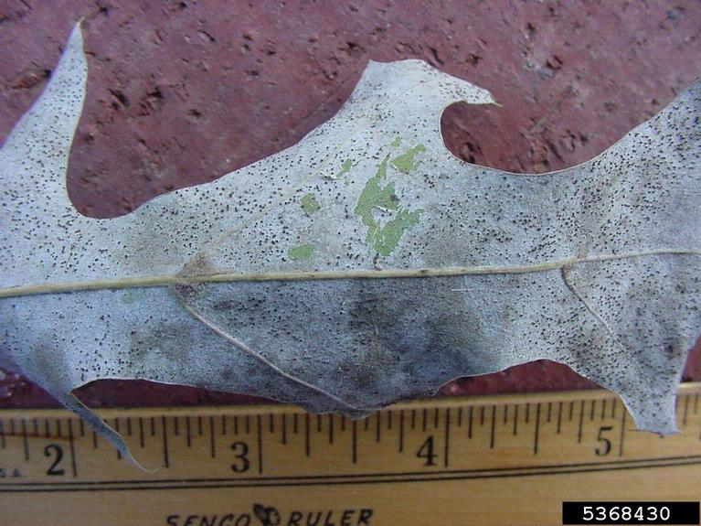 powdery mildew (Genus Phyllactinia)