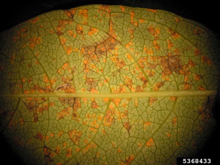 pine needle rusts (Genus Coleosporium)