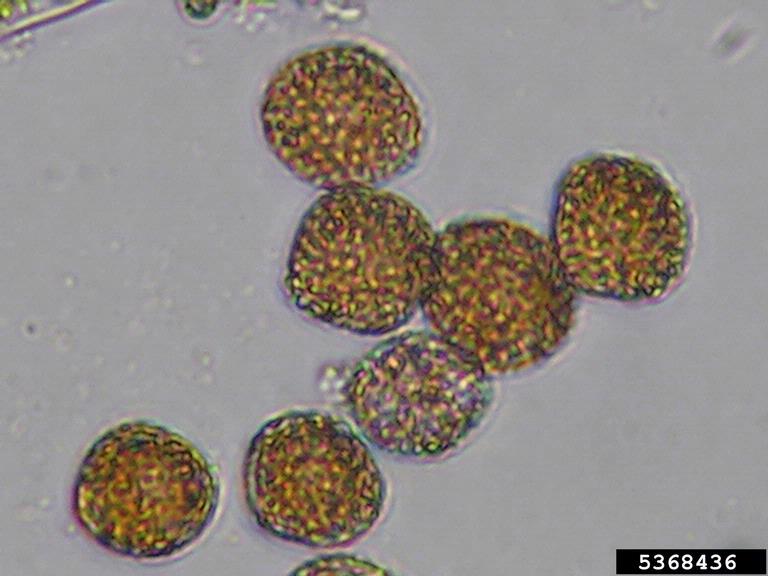 pine needle rusts (Genus Coleosporium Lev)