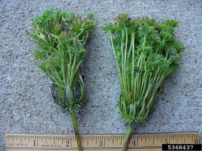 aster yellows phytoplasma (Candidatus Phytoplasma asteris-related strain)