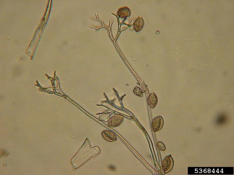 View collection - Forestry Images