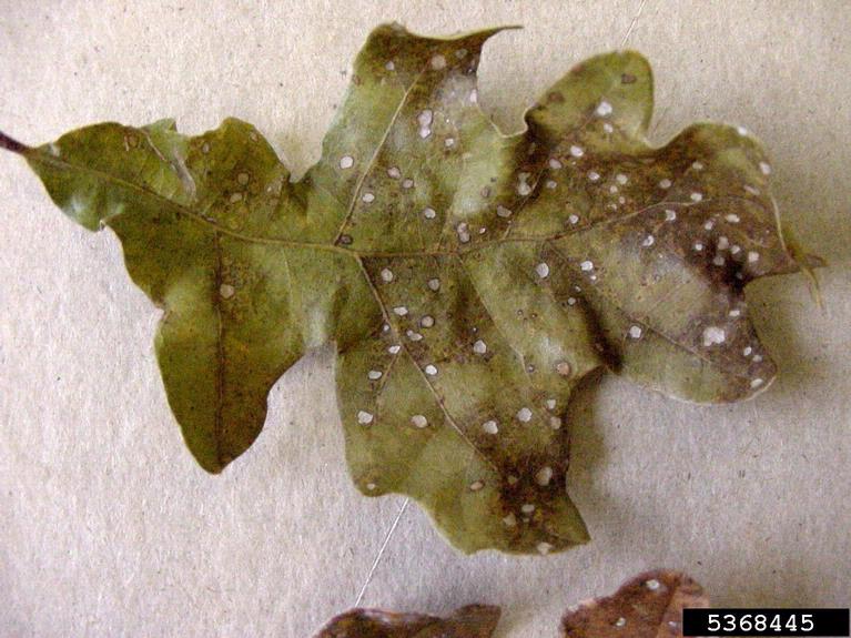 Marssonina leaf spots (Genus Marssonina Magnus)